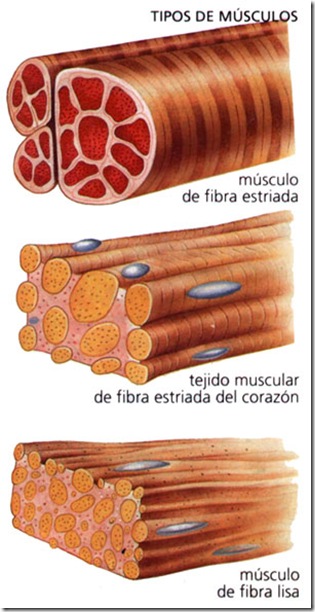 Clases de Músculos - Ciencia Explicada